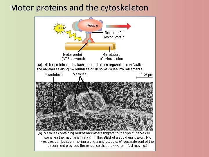 Tour of the Cell 3 Ch 6 Cells