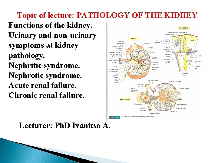 Topic of lecture PATHOLOGY OF THE KIDHEY Functions