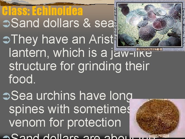 Ch 38 Echinoderms Phylum Echinodermata Sea stars sand