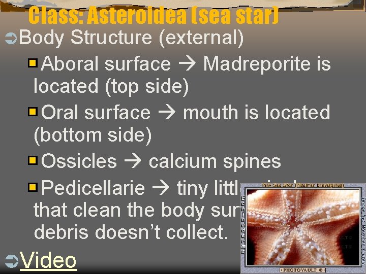 Ch 38 Echinoderms Phylum Echinodermata Sea stars sand