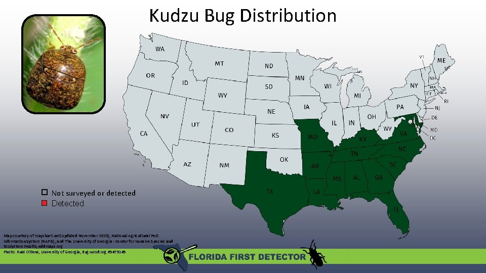 Kudzu Bug Megacopta cribraria Photo 2007 Charles Lam