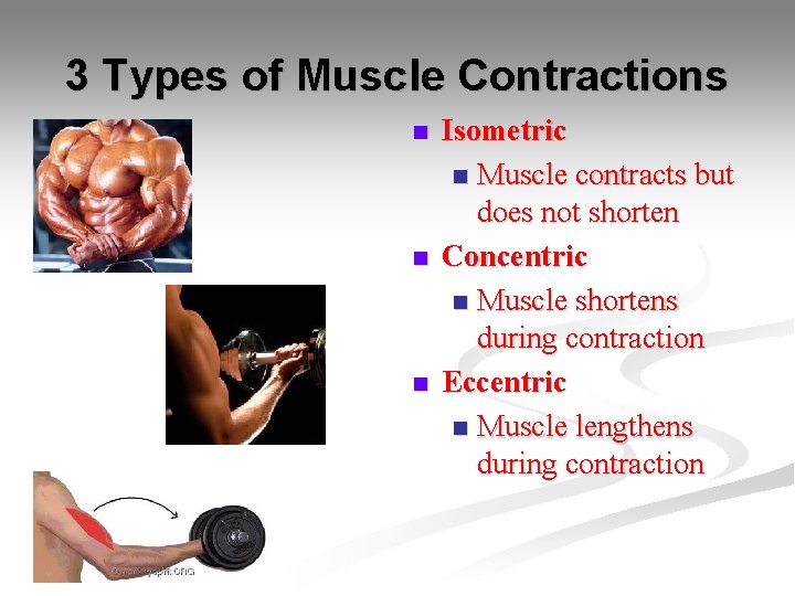 AnatomyMuscular System Muscle Types Characteristics Function Bell Work