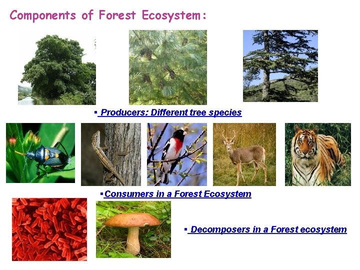 q Forest Ecosystem Terrestrial Ecosystem Dr L R
