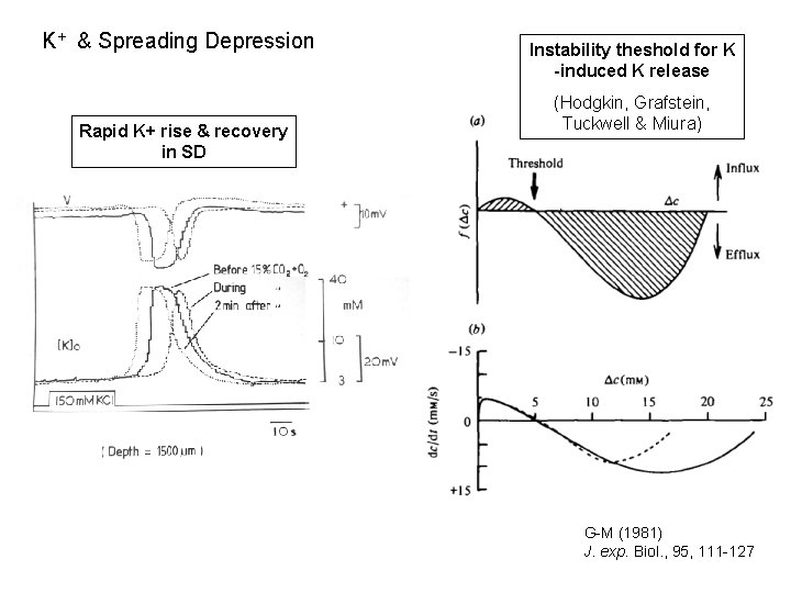 Spatial Buffering of K in Relation to Spreading