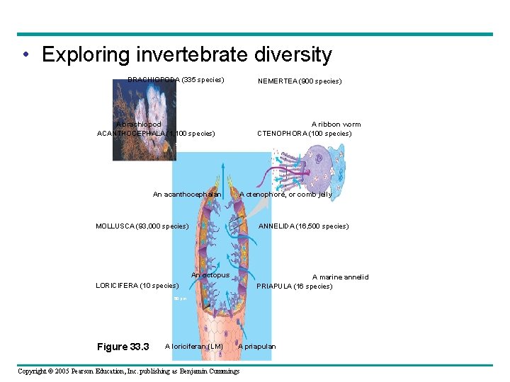 Chapter 33 Invertebrates Power Point Lectures for Biology