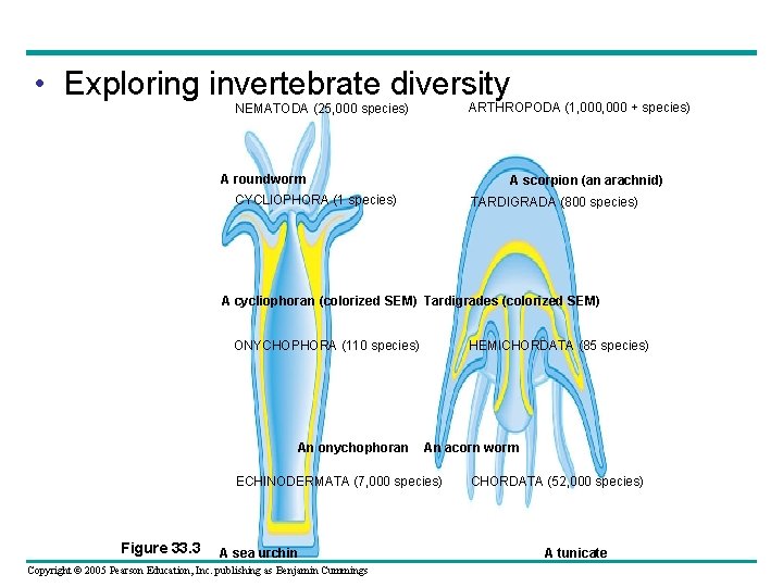 Chapter 33 Invertebrates Power Point Lectures for Biology