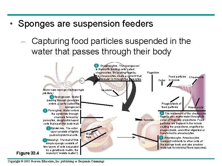 Chapter 33 Invertebrates Power Point Lectures for Biology