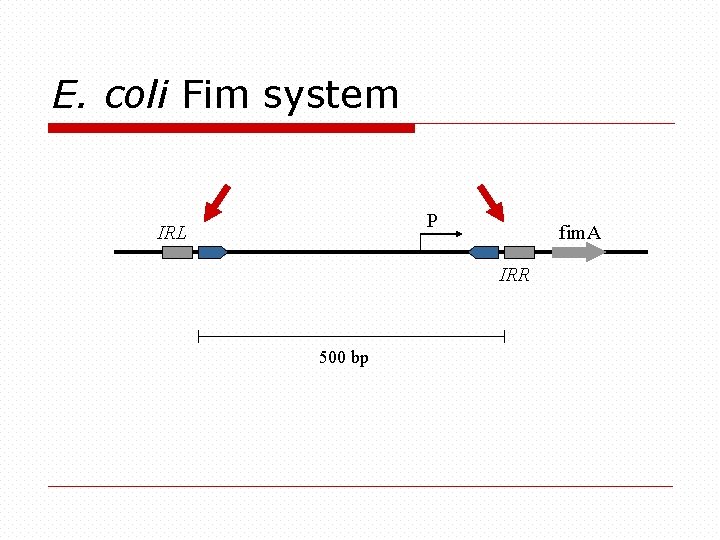 Engineering of genetic switches using sitespecific inversion elements