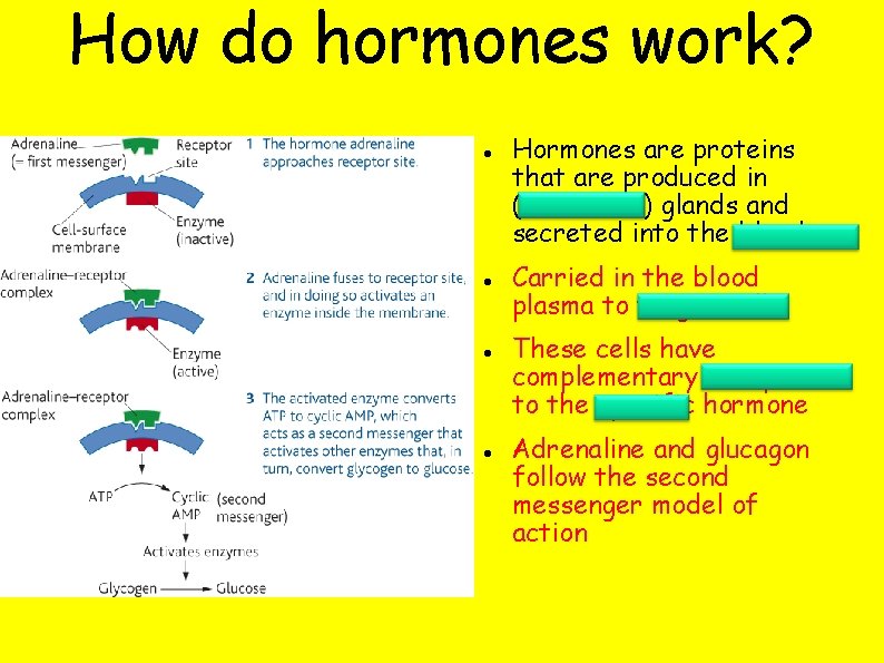 Objectives Explain how hormones work Outline the role