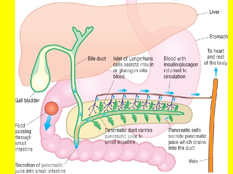 Objectives Explain how hormones work Outline the role