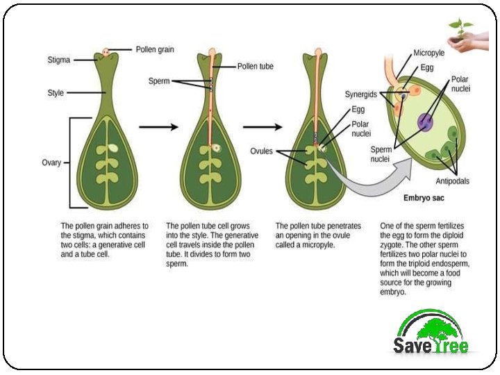 SEXUAL REPRODUCTION IN FLOWERING PLANTS Pre fertilization structure