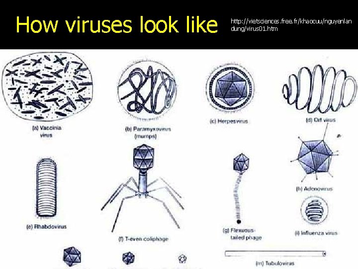Searching for microbes Part XI Virology Part One