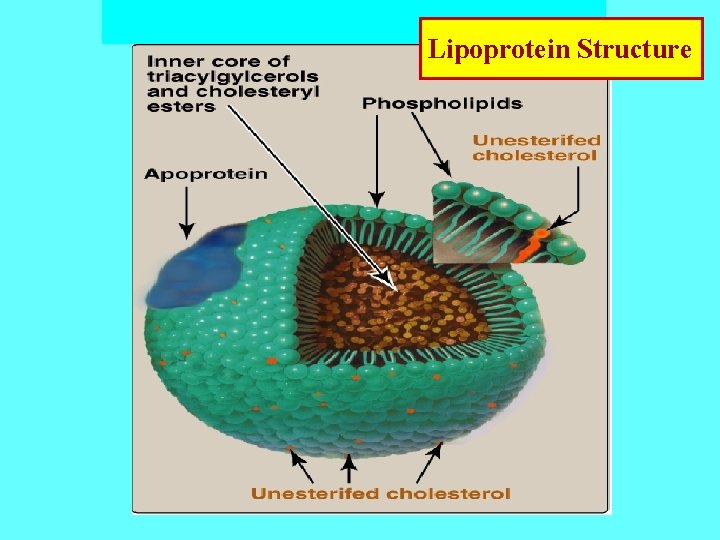 Phospholipid Compounds of Physiological Importance By Amr S