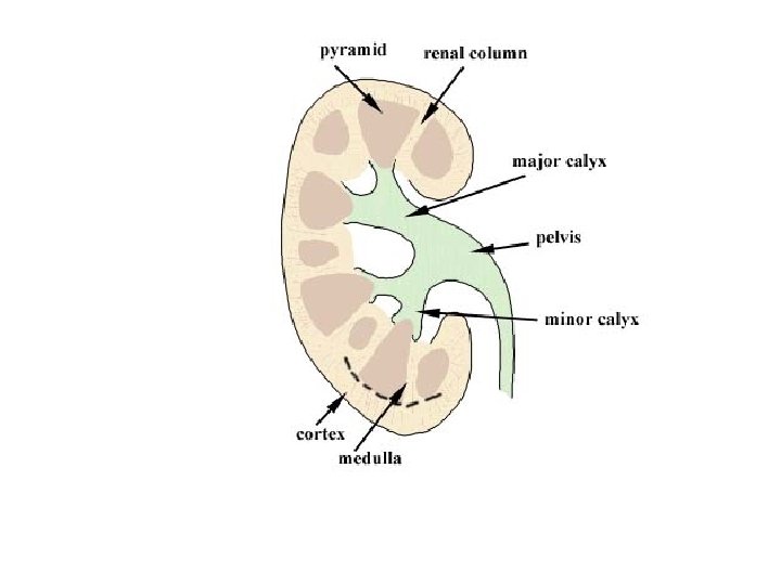 Appareil urinaire Appareil urinaire Gnralits Maintien de lquilibre