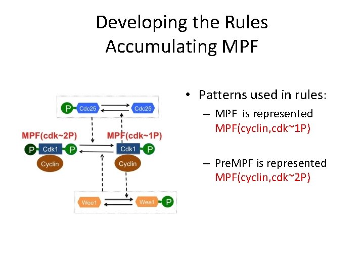 The Frog Cell Cycle Defining the Reactions and