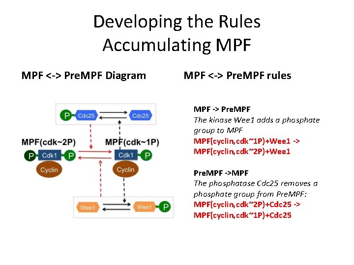 The Frog Cell Cycle Defining the Reactions and
