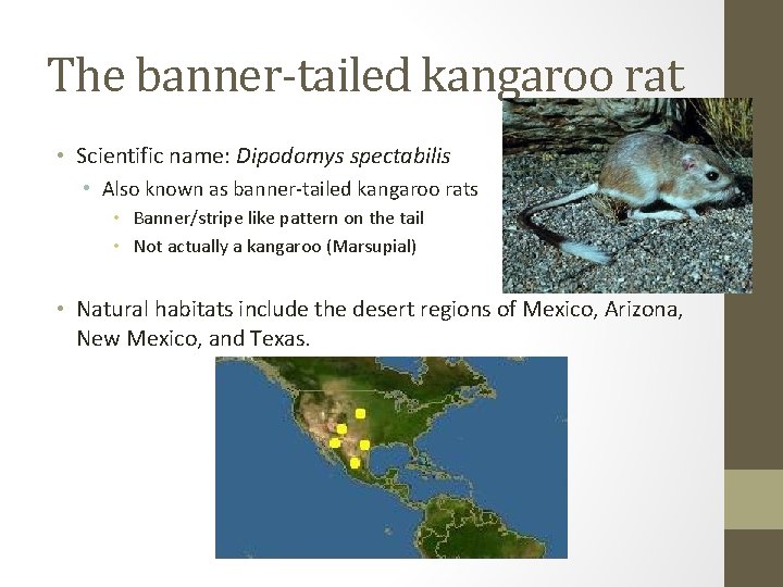 Elevated surface temperature depresses survival of bannertailed kangaroo