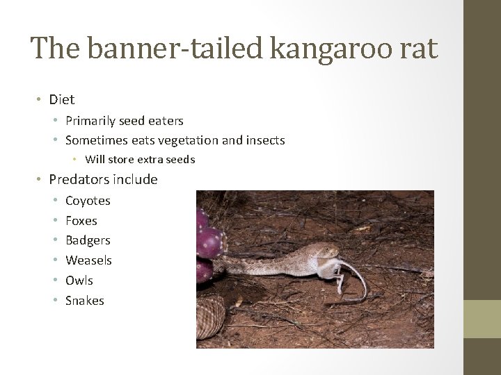 Elevated surface temperature depresses survival of bannertailed kangaroo