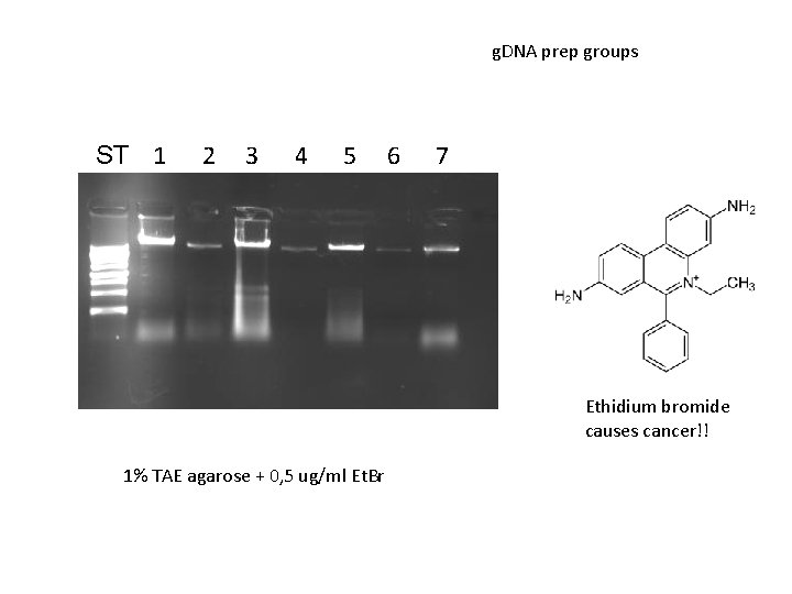 g DNA prep groups ST 1 2 3