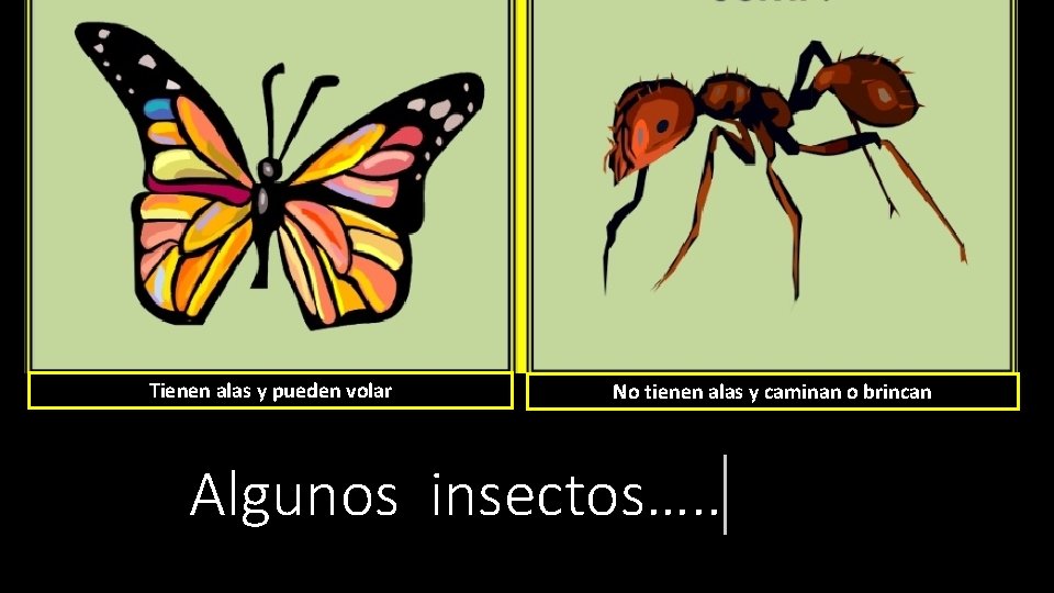 Insectos y Bichos Qu sabes sobre los insectos