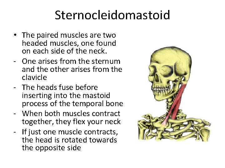 Naming Skeletal Muscle Types of Muscles Most often