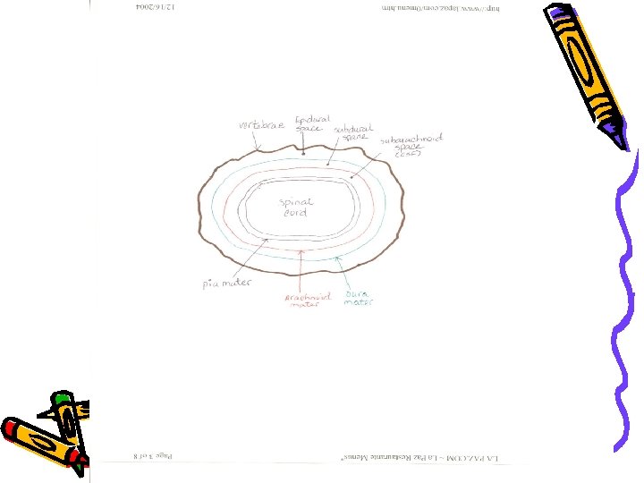 Neurosurgery Outline AP Pathology DiagnosticsPreoperative Testing ...