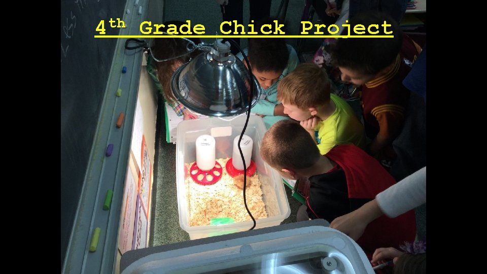 4 th Grade Chick Project Life Cycle of