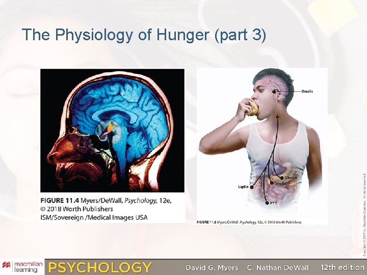 Chapter 11 What Drives Us Hunger Sex Belonging