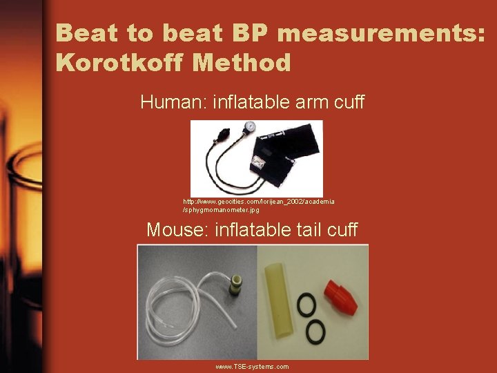 NonInvasive Blood Pressure Waveform Monitoring in Mice By