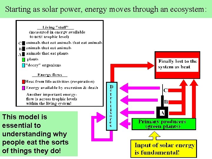 Basic Energetics Theory behind Human Responses The basic