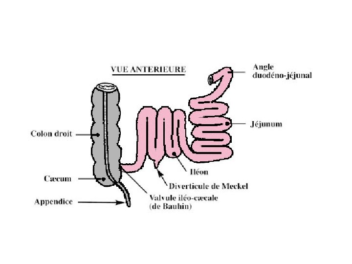 Intestin grle jjunoilon Anatomie descriptive topographique et fonctionnelle