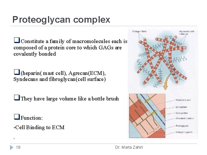 Connective tissue 2 Dr Maria Zahiri Formation of