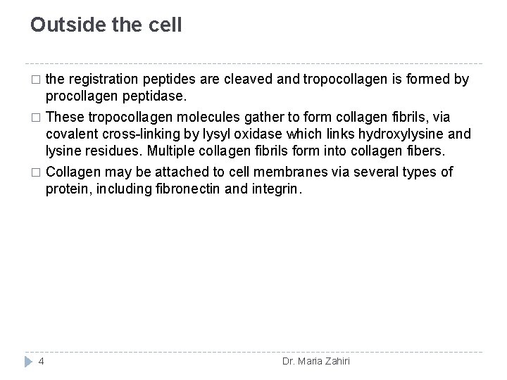 Connective tissue 2 Dr Maria Zahiri Formation of