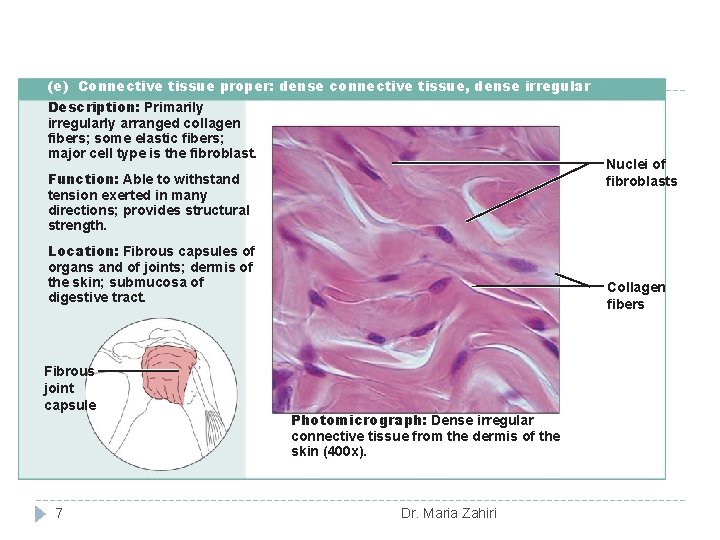 Connective tissue 2 Dr Maria Zahiri Formation of