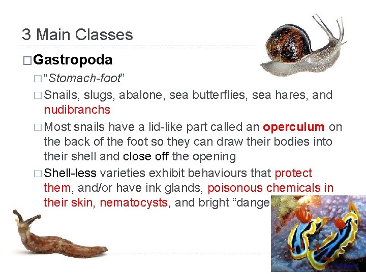 27 4 Phylum Mollusca Mollusks Basic Body Plan