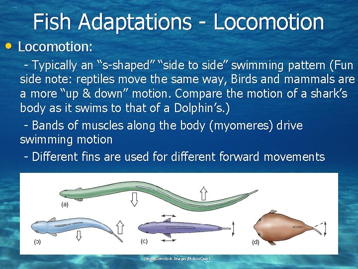 Chapter 10 3 Fish Adaptations bkgdComstock ImagesPicture Quest