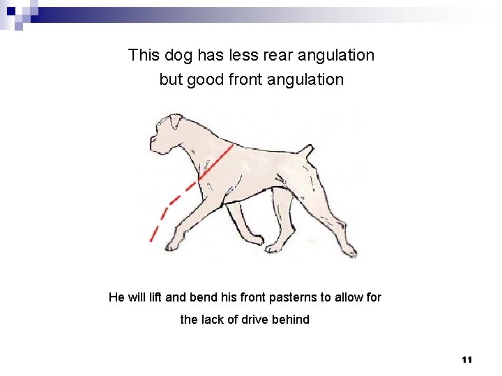 BOXER BODY STYLES And how SMALL changes can