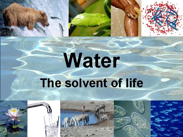 Water The solvent of life Why is water