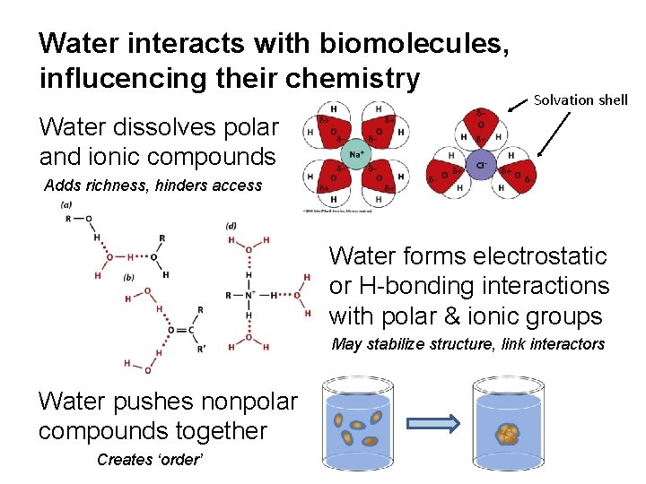 Water The solvent of life Why is water