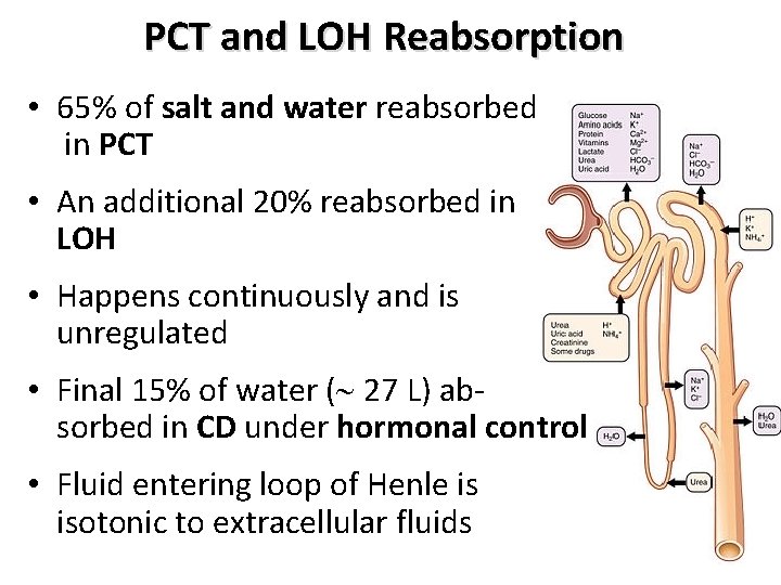 Ch 17 Physiology of the Kidneys Review Anatomy