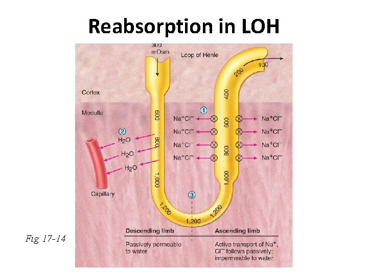 Ch 17 Physiology of the Kidneys Review Anatomy