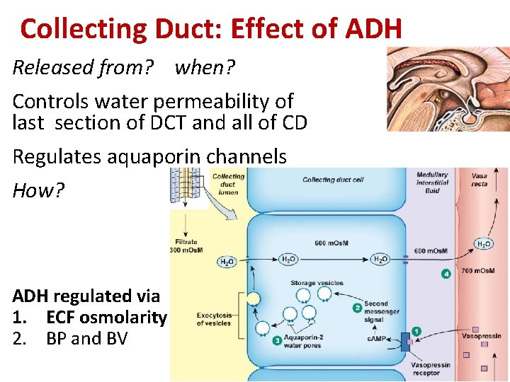 Ch 17 Physiology of the Kidneys Review Anatomy