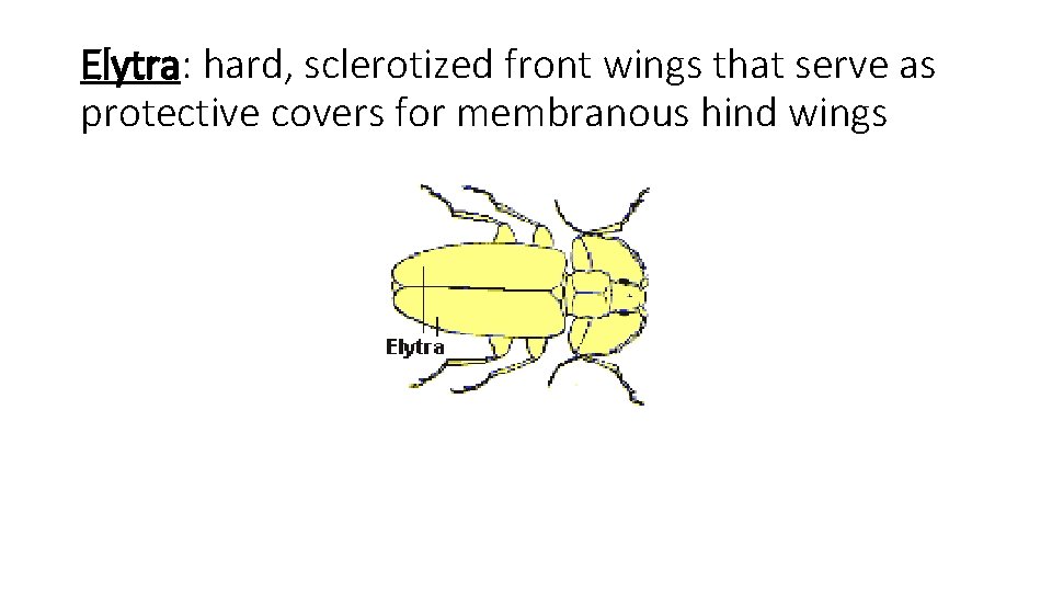 Review ptera wings Elytra hard sclerotized front wings