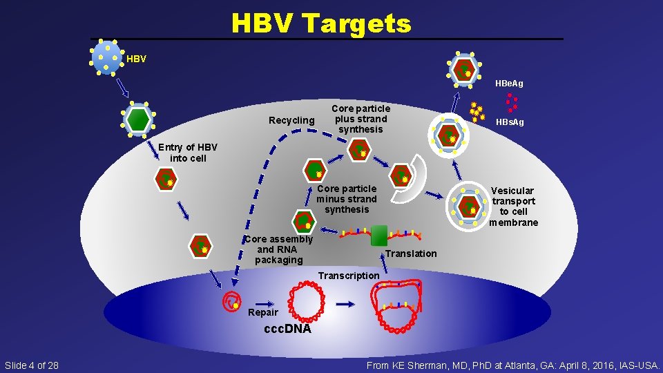 Hepatitis B Virus Infection A Focus on Cure