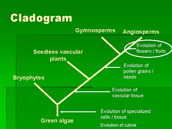 Plant kingdom diversity Classification of plants Vascular plants