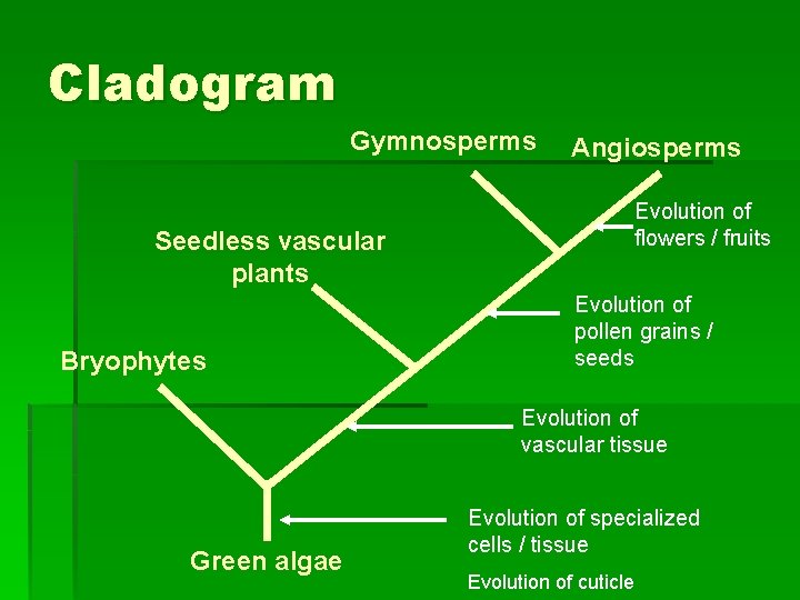 Plant kingdom diversity Classification of plants Vascular plants