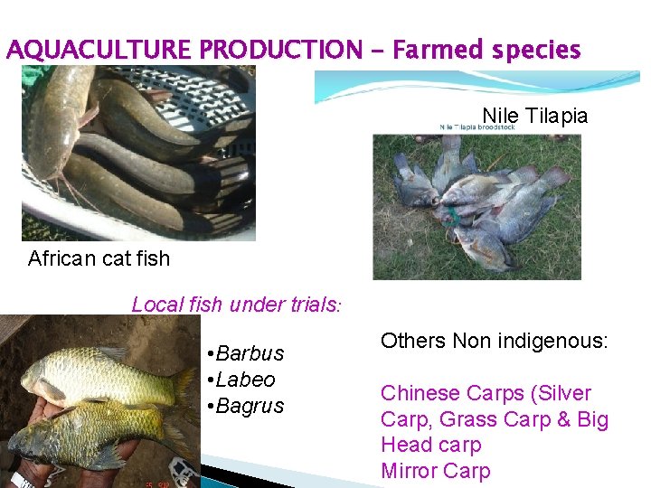 OVERVIEW OF AQUACULTURE IN UGANDA THE UGANDA FISHERIES