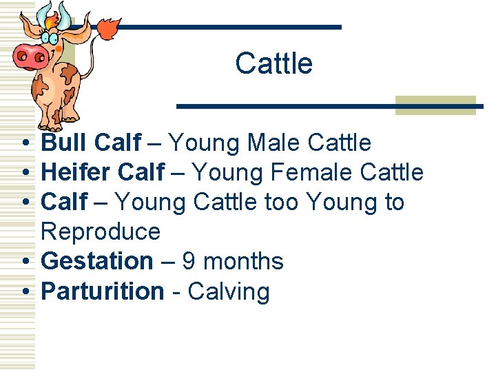 Large Animal Terminology Cattle Scientific Name Bovine Cow