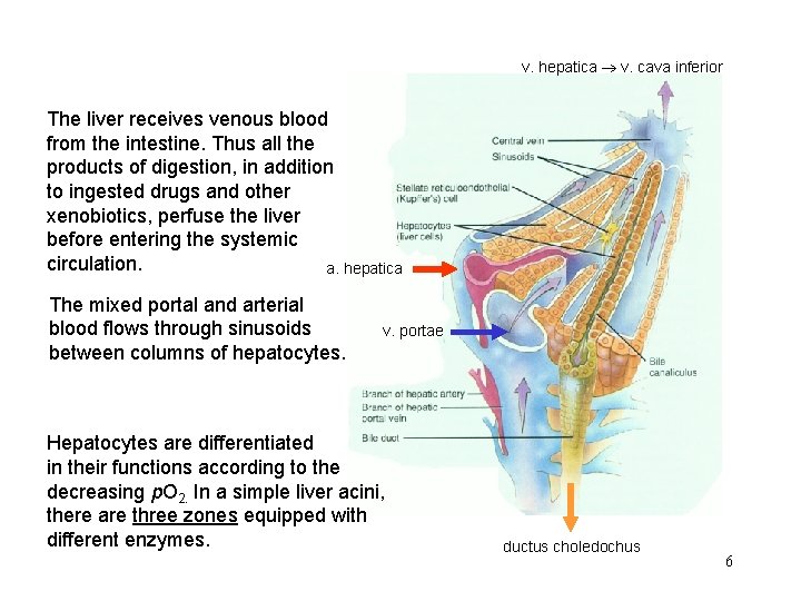 The metabolic functions of the liver Catabolism of