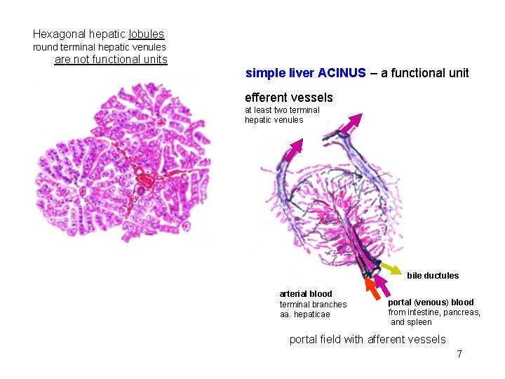 The metabolic functions of the liver Catabolism of